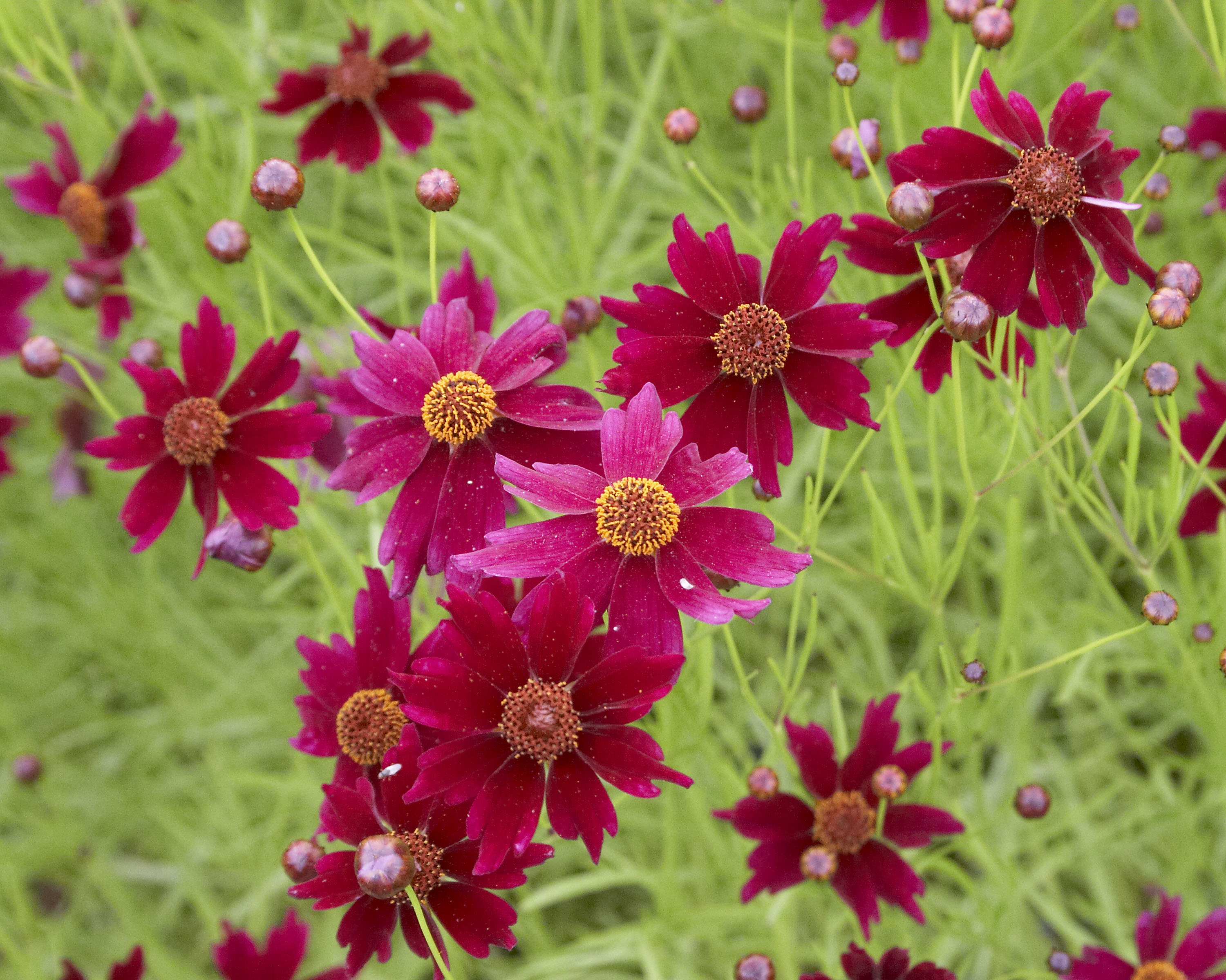 Coreopsis_Limerock_Ruby.jpg